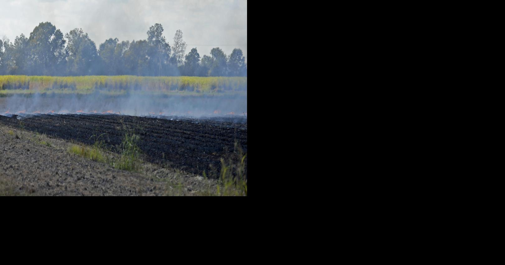 Why was it raining ash around LSU campus Friday? An agricultural expert ...