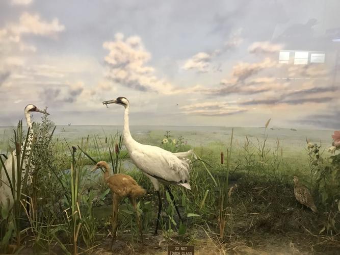 Hi-tech merges with charming past in LSU Museum of Natural Science ...