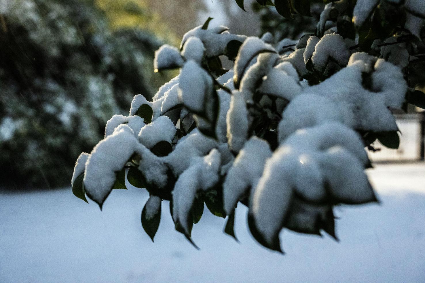 See photos of snow in parts of Acadiana, Lafayette, LA. | Weather ...