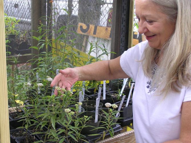 The 'Bug Lady' uses her knowledge to help protect Monarch butterflies ...