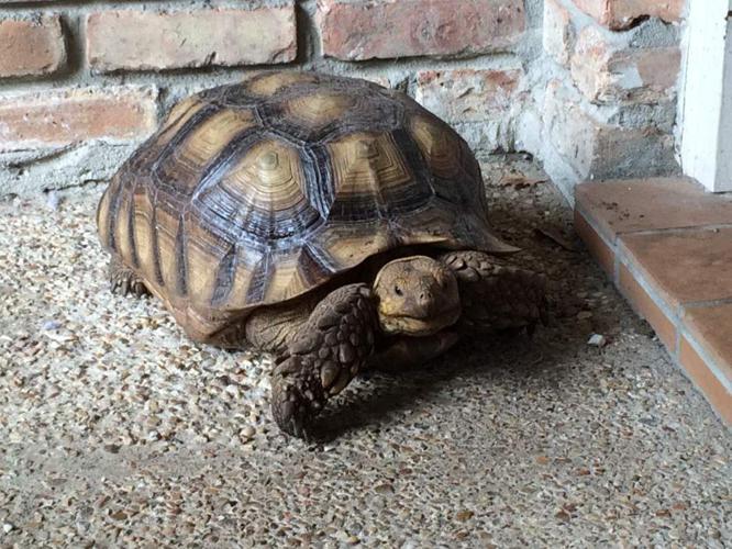 Found! Neighbor kept Terry the tortoise safe, unaware of the search on ...