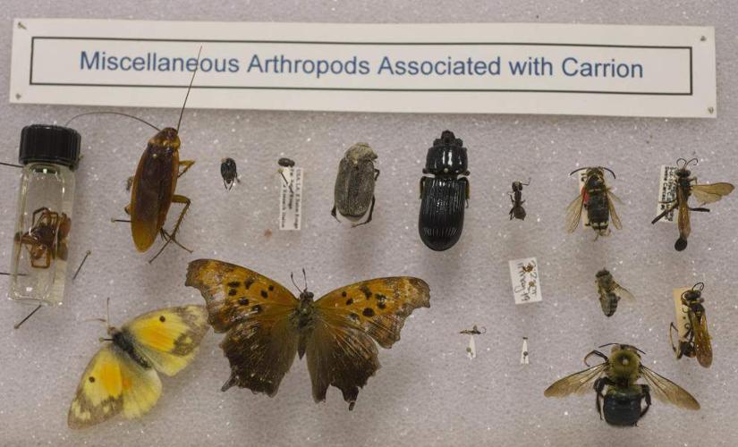 Hammond police officers, some a little squeamish, learn how to use ...