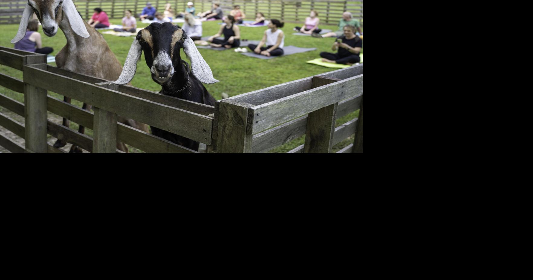 Farm animal experiences in Baton Rouge | Entertainment/Life ...