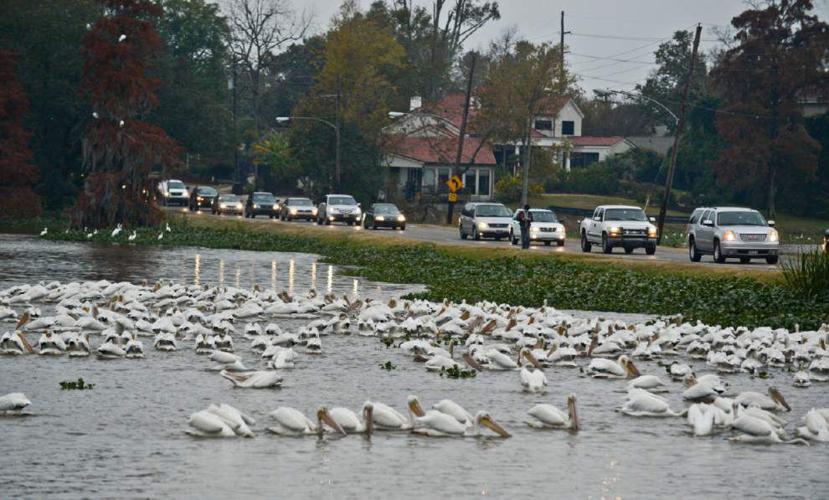 Maps released Thursday detail proposed upgrades to Baton Rouge lakes ...