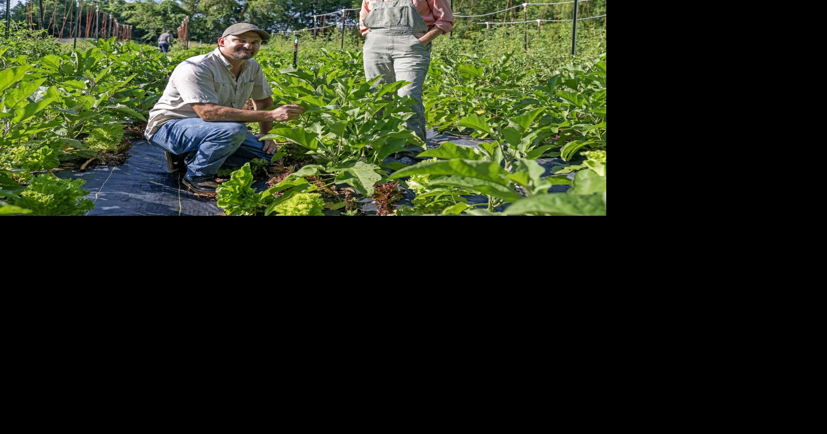 Fullness Farm provides weekly vegetables for subcribers | Entertainment ...