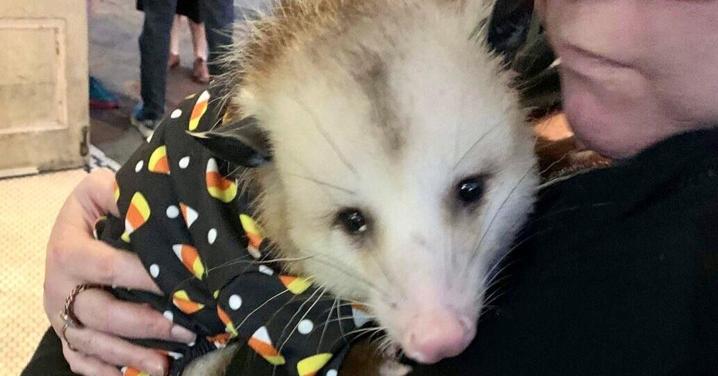 Saffron the possum is on his way home, owner says | Crime/Police ...