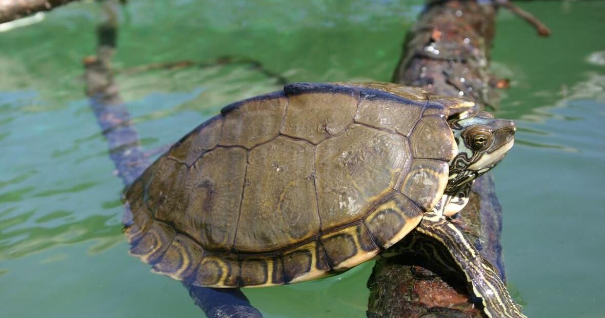 Rare Louisiana turtle is federally listed as a ‘threatened ...