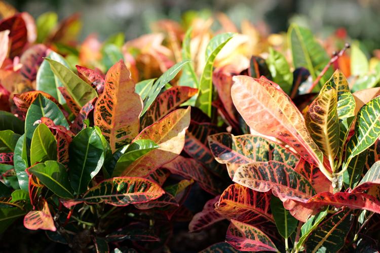 LSU Garden News: Colorful crotons are perfect for fall decorating ...
