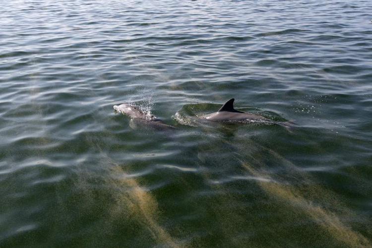 Stillborn, dead young dolphins along the Gulf Coast died in areas ...