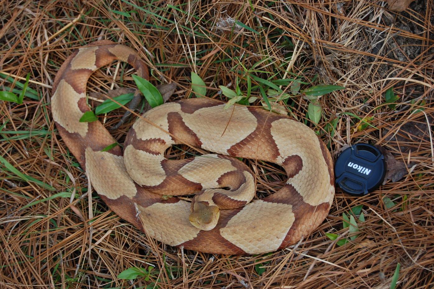 two headed copperhead snake
