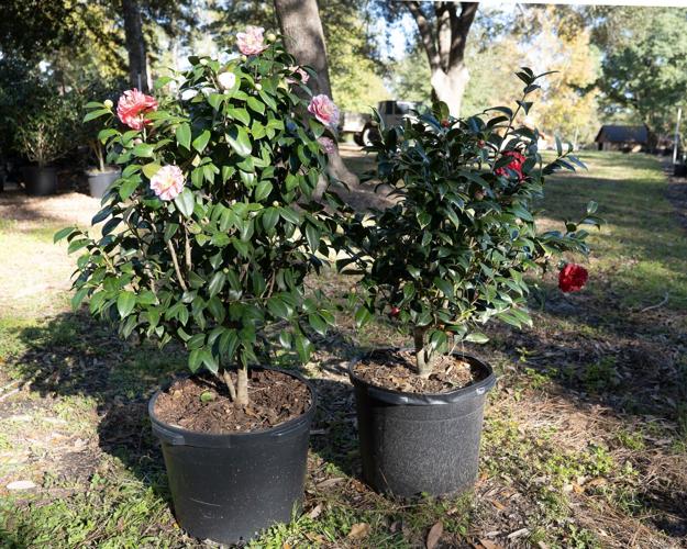 Colorize your winter landscape with camellia japonicas | Home/Garden ...