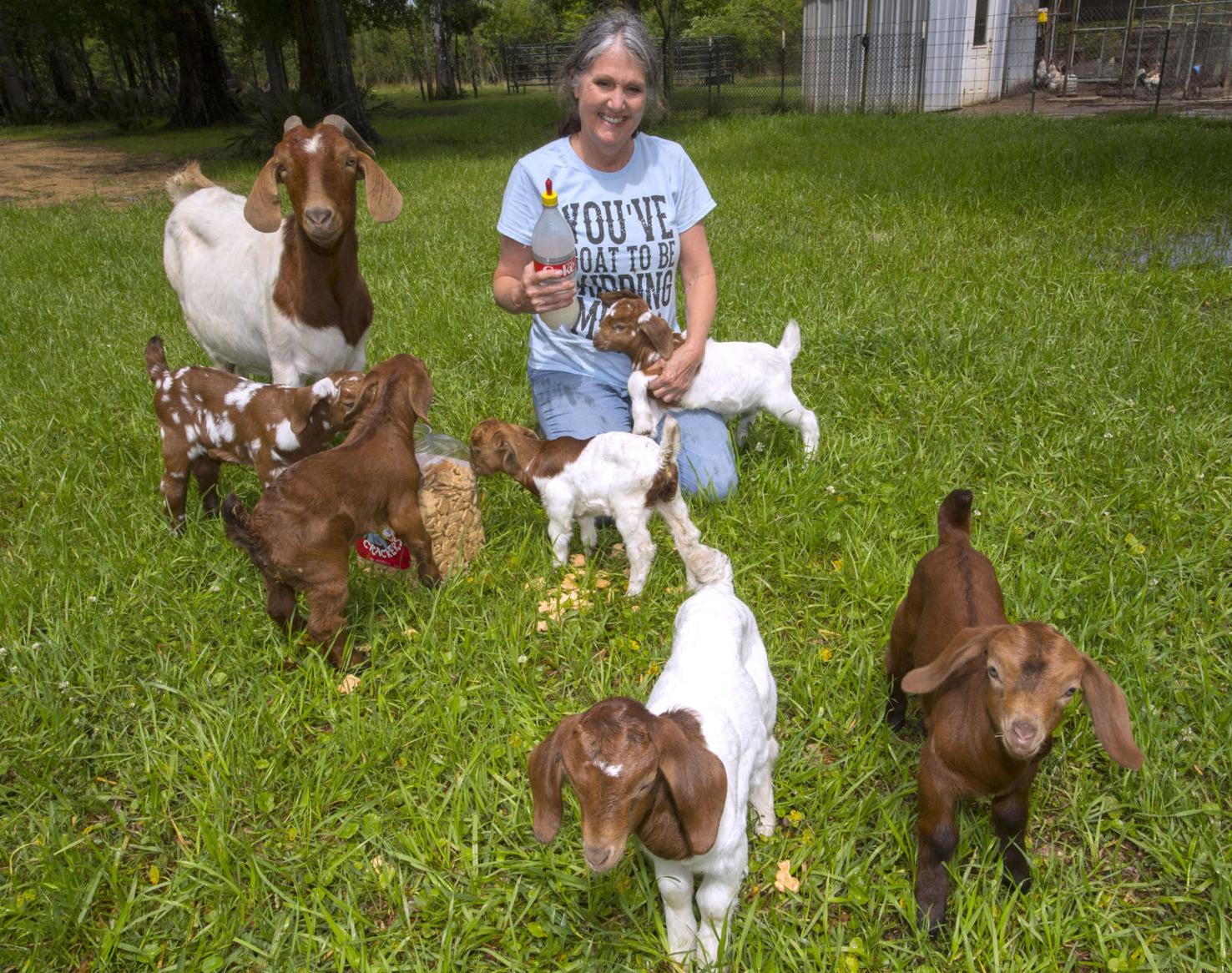 Photos: Six-kid litter of Boer goats might be Guinness World Record ...