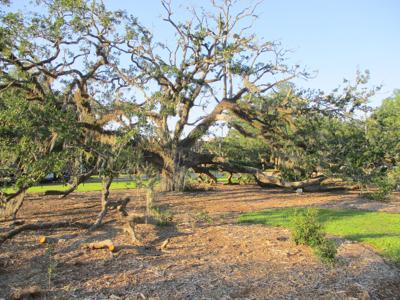 SLU discusses efforts underway to save Friendship Oak | Livingston ...