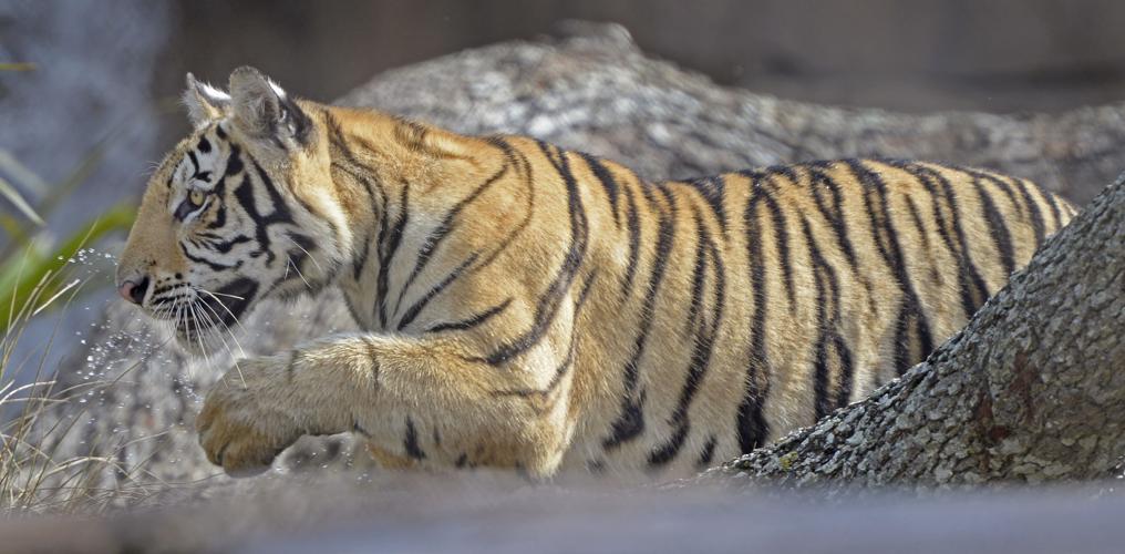 Photos: First look at LSU's newest live tiger mascot, Mike VII! | LSU ...