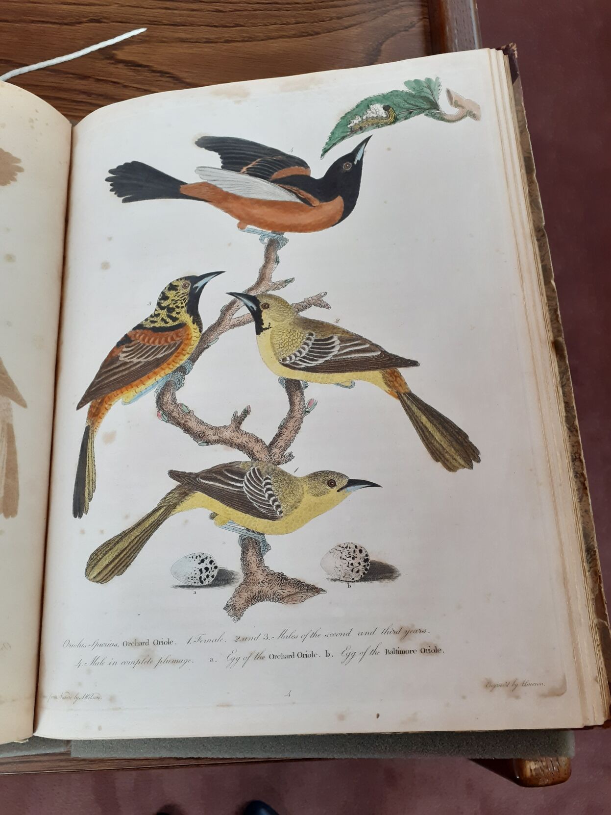 LSU Libraries Special Collections to host Audubon Day | Entertainment ...