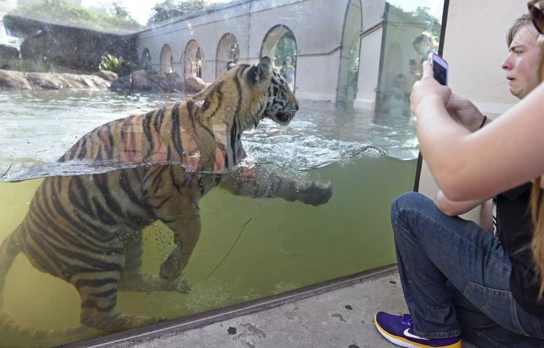 Photos: First look at LSU's newest live tiger mascot, Mike VII! | LSU ...