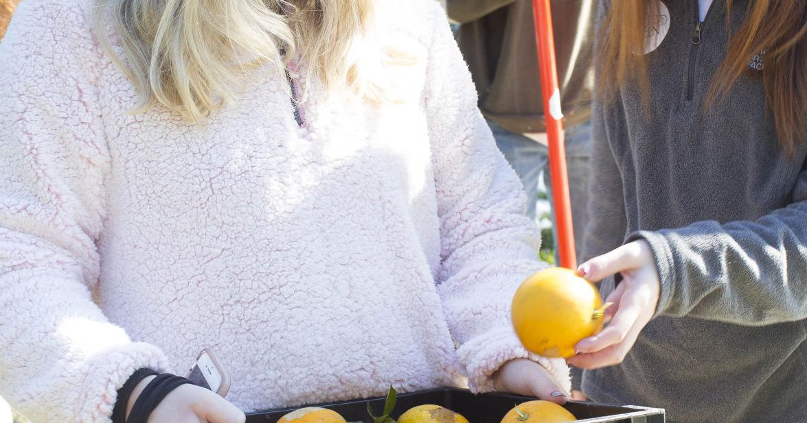 Too much fruit? Let the Baton Rouge Green harvest it for you | News ...