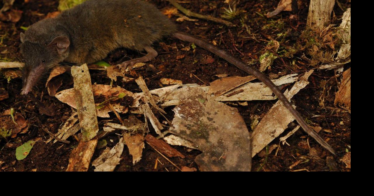 LSU researchers discover new shrew that climbs trees, has distinctive ...