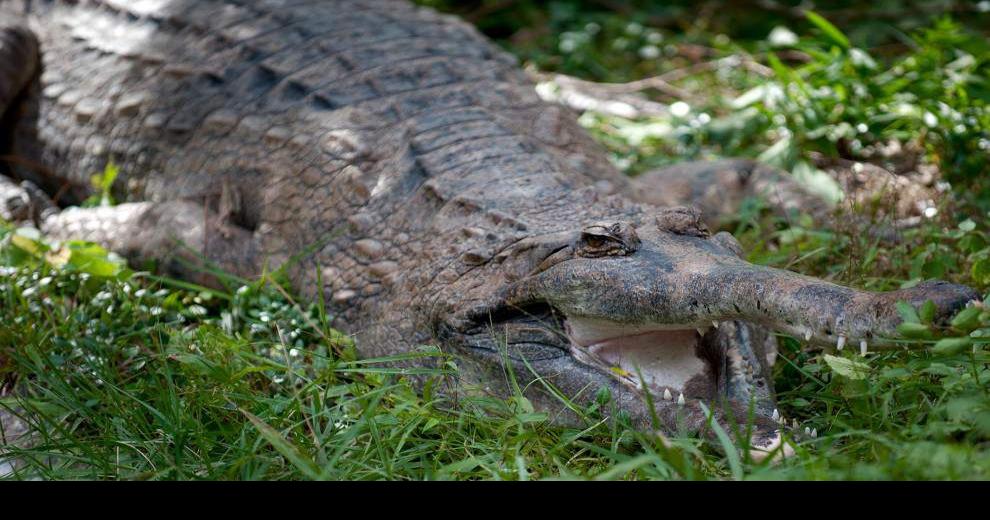 Rare crocodiles hatch at Audubon Zoo | News | theadvocate.com