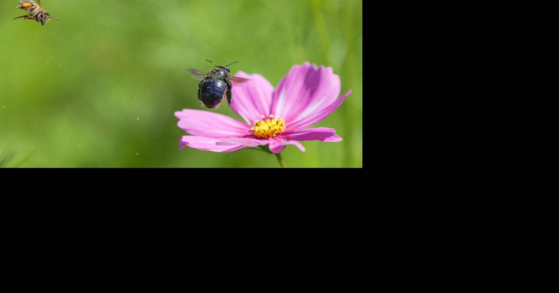 Letters: Slain bees, dead bugs leave humans unprotected | Our Views ...