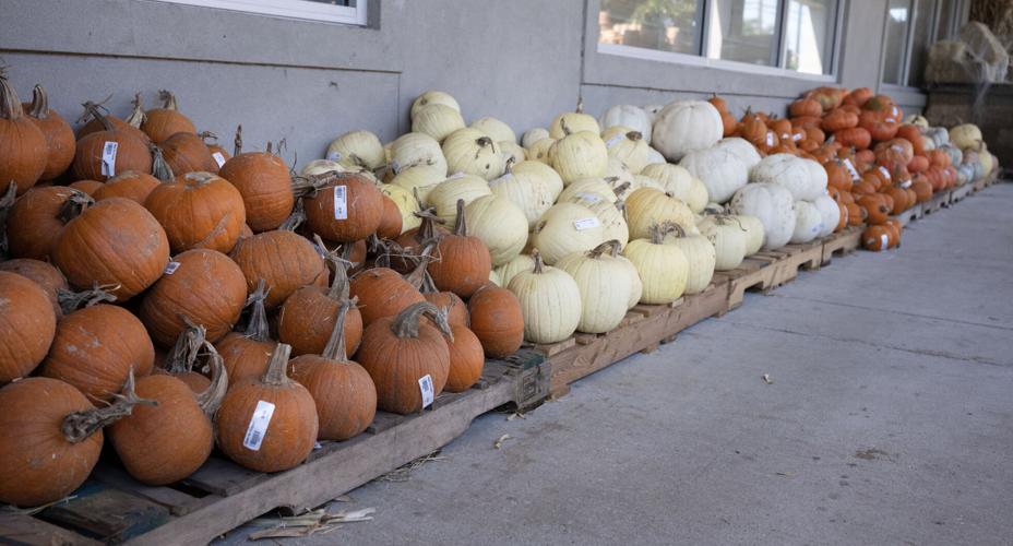 Loads of pumpkin varieties in Baton Rouge | Entertainment/Life ...