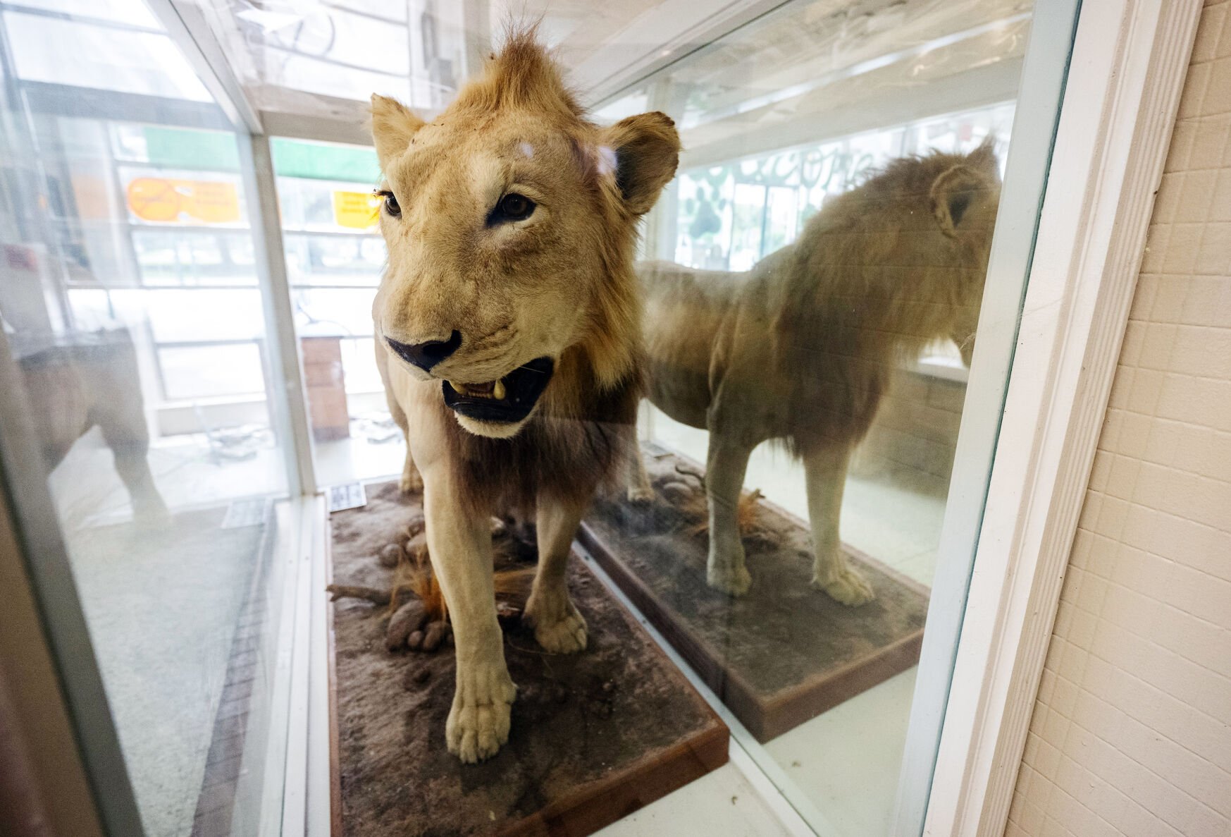 Can you be the lucky owner of Lafayette High's stuffed lion ...