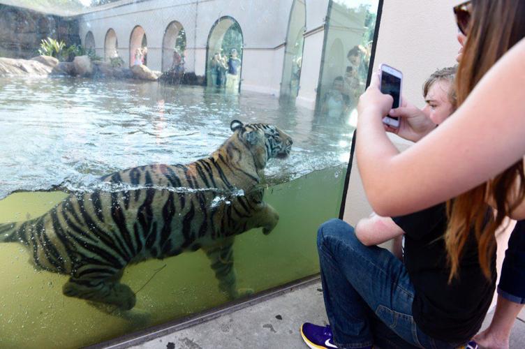 Photos: First look at LSU's newest live tiger mascot, Mike VII! | LSU ...