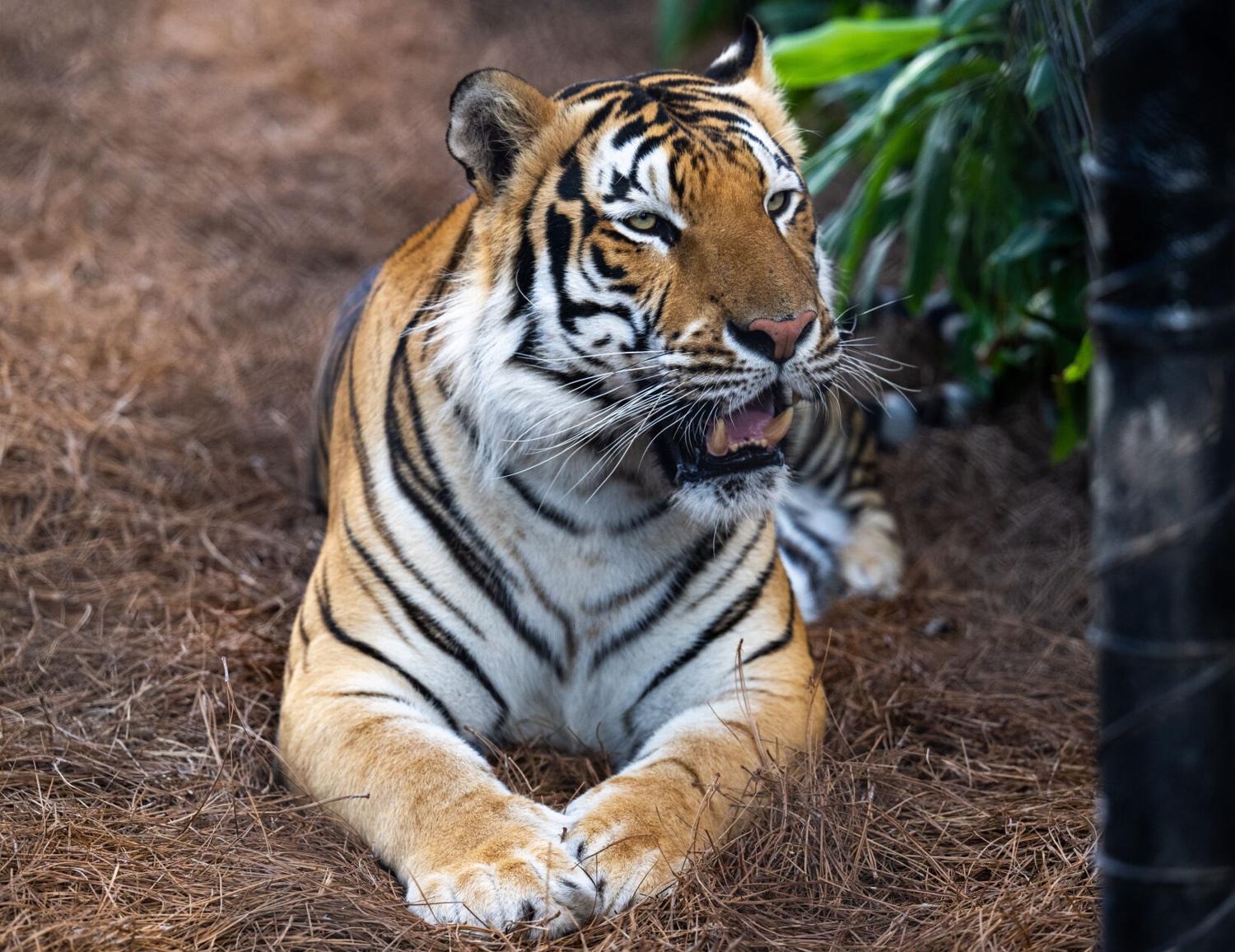 Will an LSU live tiger return to the field for Alabama game? | LSU ...