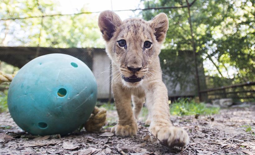 Cute and clumsy, Zoosiana's lion cubs will only be safe for cuddles for ...