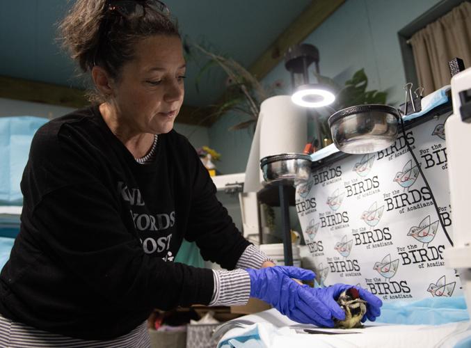 Lafayette woman rescues and rehabilitates thousands of birds ...