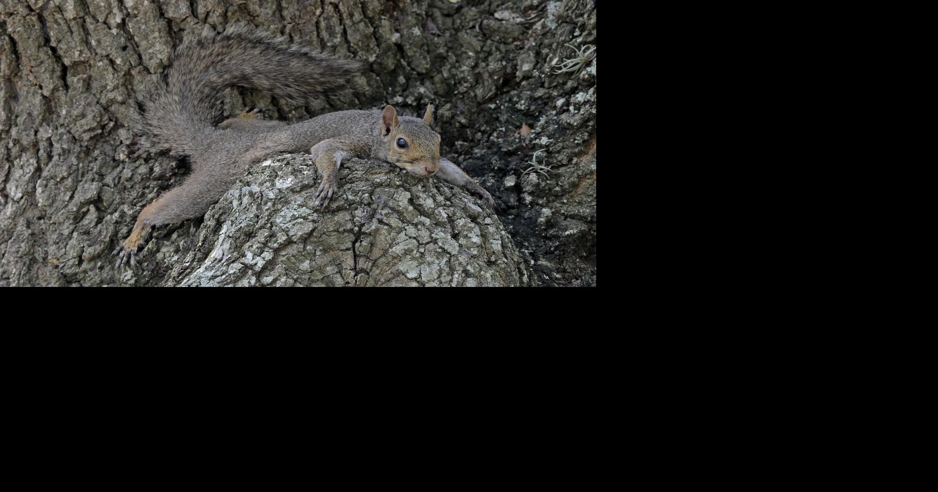 Smiley: Old Eagle Eye goes hungry | Smiley Anders | theadvocate.com