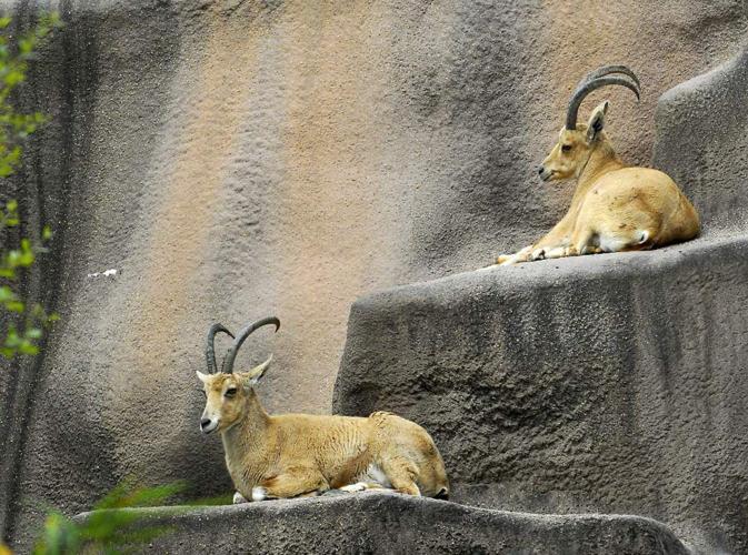 Changes anticipated for Baton Rouge Zoo, even if officials don’t try to ...