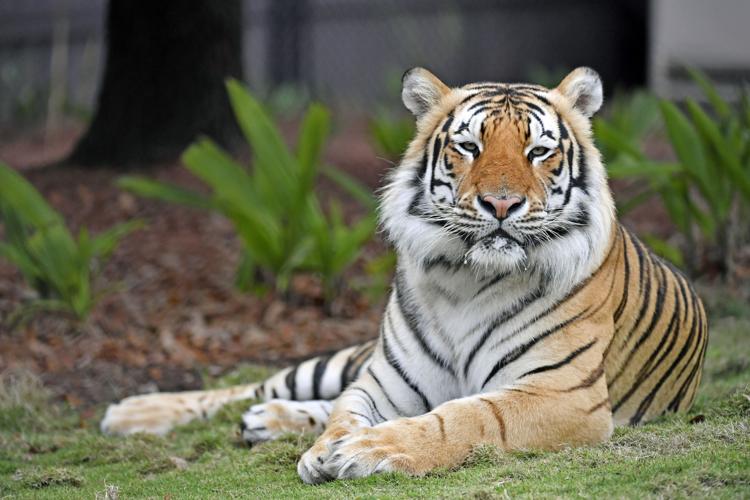 We know who the real 'Tiger King' is. See what Mike VII's up to on LSU ...