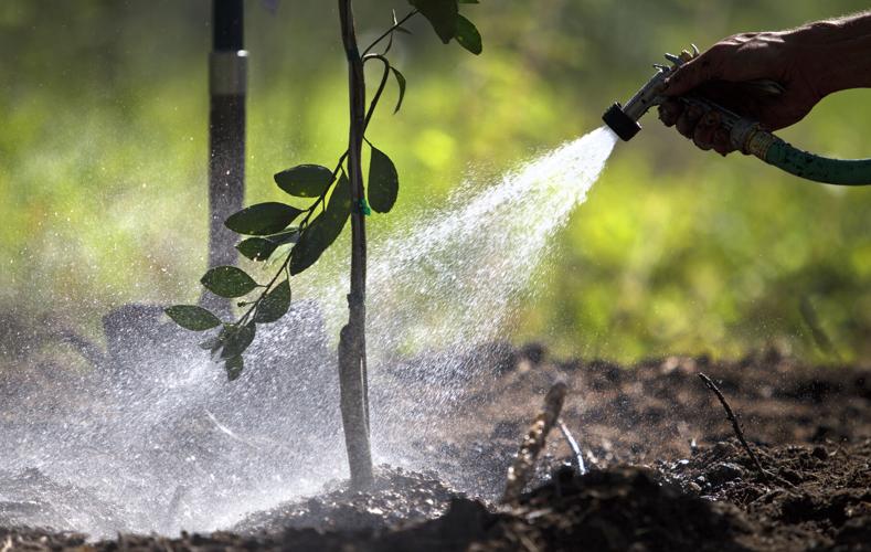 Did Ida blow down a tree in your yard? These fast-growing trees are ...