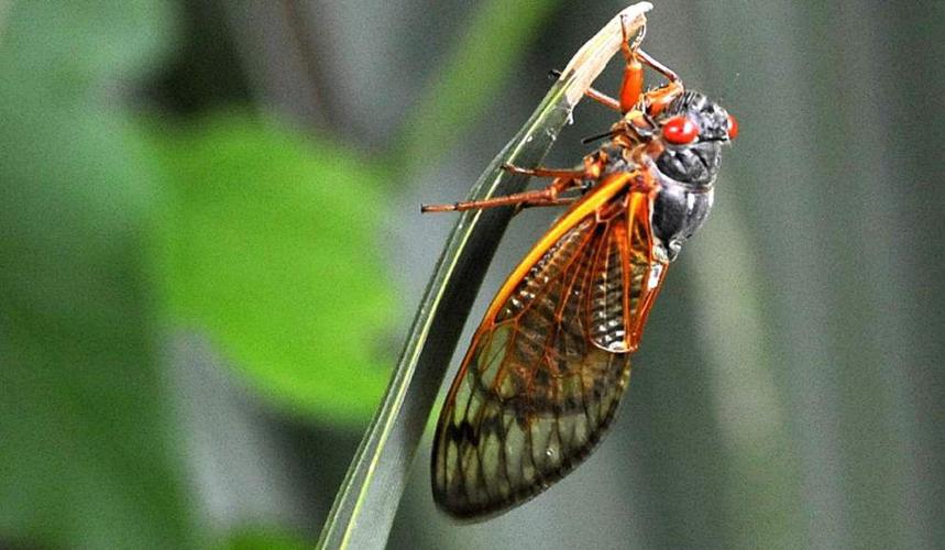 Cicadas return to Baton Rouge after 13 years in dormancy ...