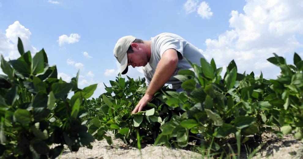 Louisiana farms to get help after rain damaged crops | News ...