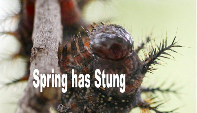 Newcomers' guide to the 5 New Orleans bugs that bug us most | Louisiana ...