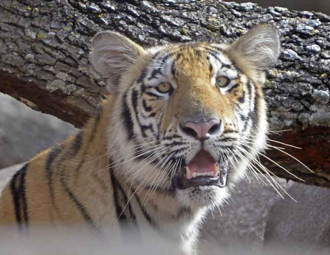 Come meet Mike VII: LSU to hold welcome party for new tiger on Tuesday ...