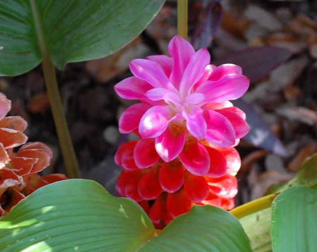 Dramatic ginger blooms spice up landscapes | Home Garden | theadvocate.com