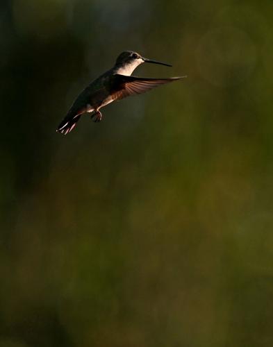 Hummingbirds swarm Louisiana yard in hummingbird migration ...