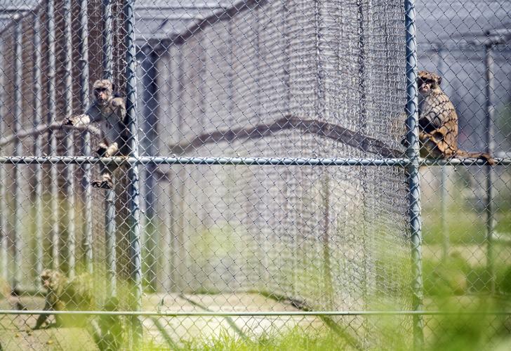 UL Lafayette research center called out by animal rights group after 5 ...