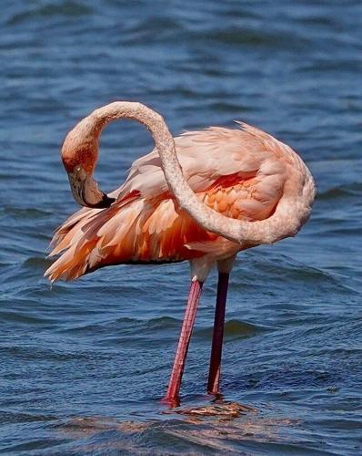 How long will flamingo in New Orleans stay in Louisiana? | Environment ...