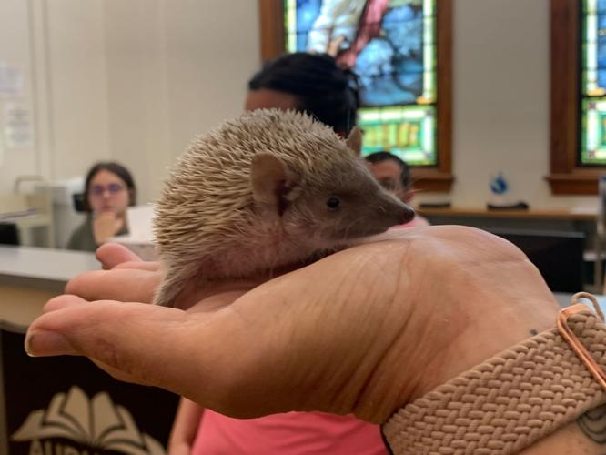 Petting the animals a part of Nature on the Geaux visits at Audubon ...