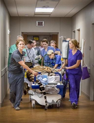 Inside look at Mike the Tiger's cancer treatment: Mascot showing huge ...