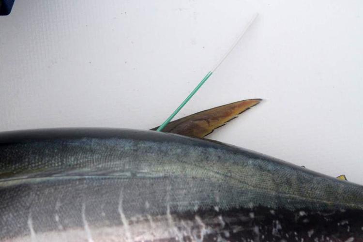 Catch a tagged tuna, win a shopping spree | Louisiana Outdoors ...