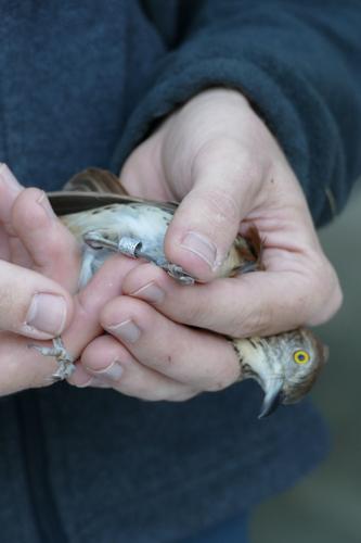 Volunteers banding birds gives an in-depth picture about how birds are ...