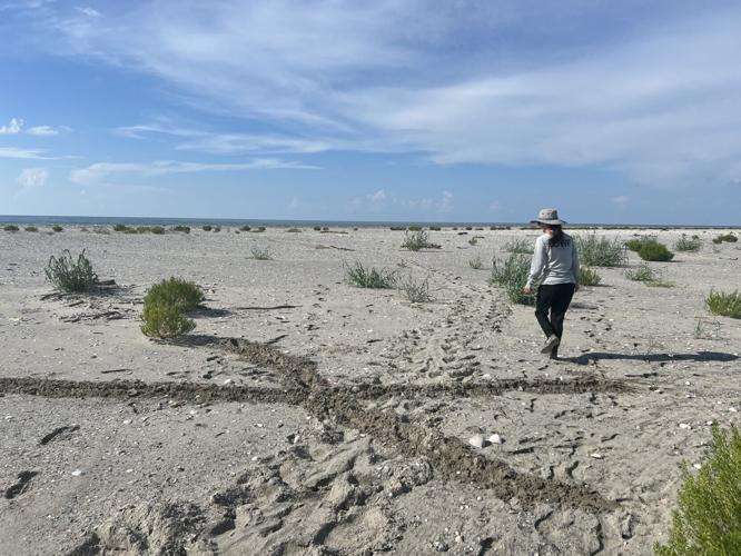 High-stakes hunt for endangered turtles on Louisiana island ...