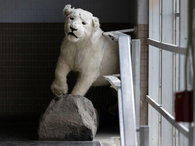 Can you be the lucky owner of Lafayette High's stuffed lion ...