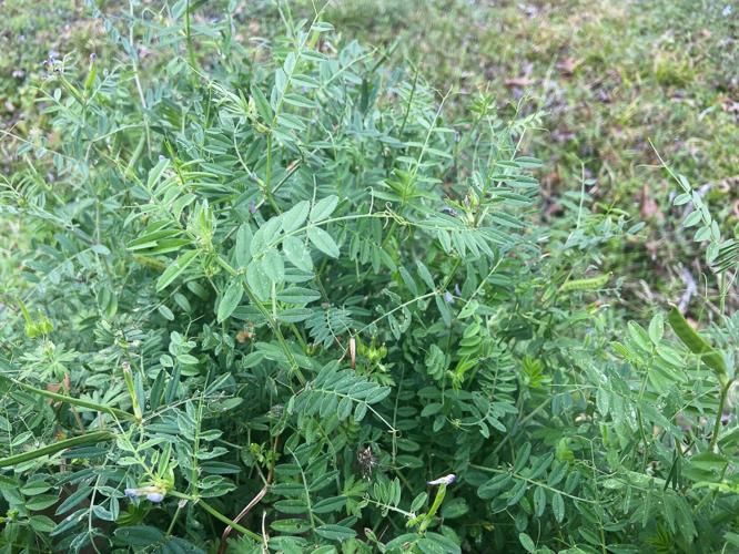 Pull up winter weeds now to prevent problems down the road | Home ...
