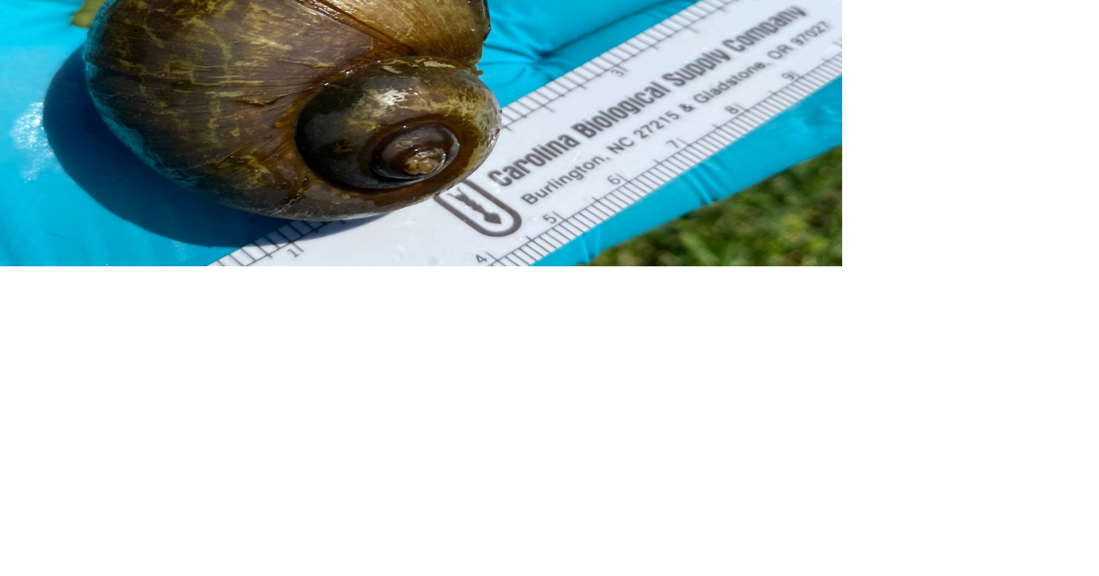 AGFC discovers invasive apple snails in live crawfish shipments | News ...